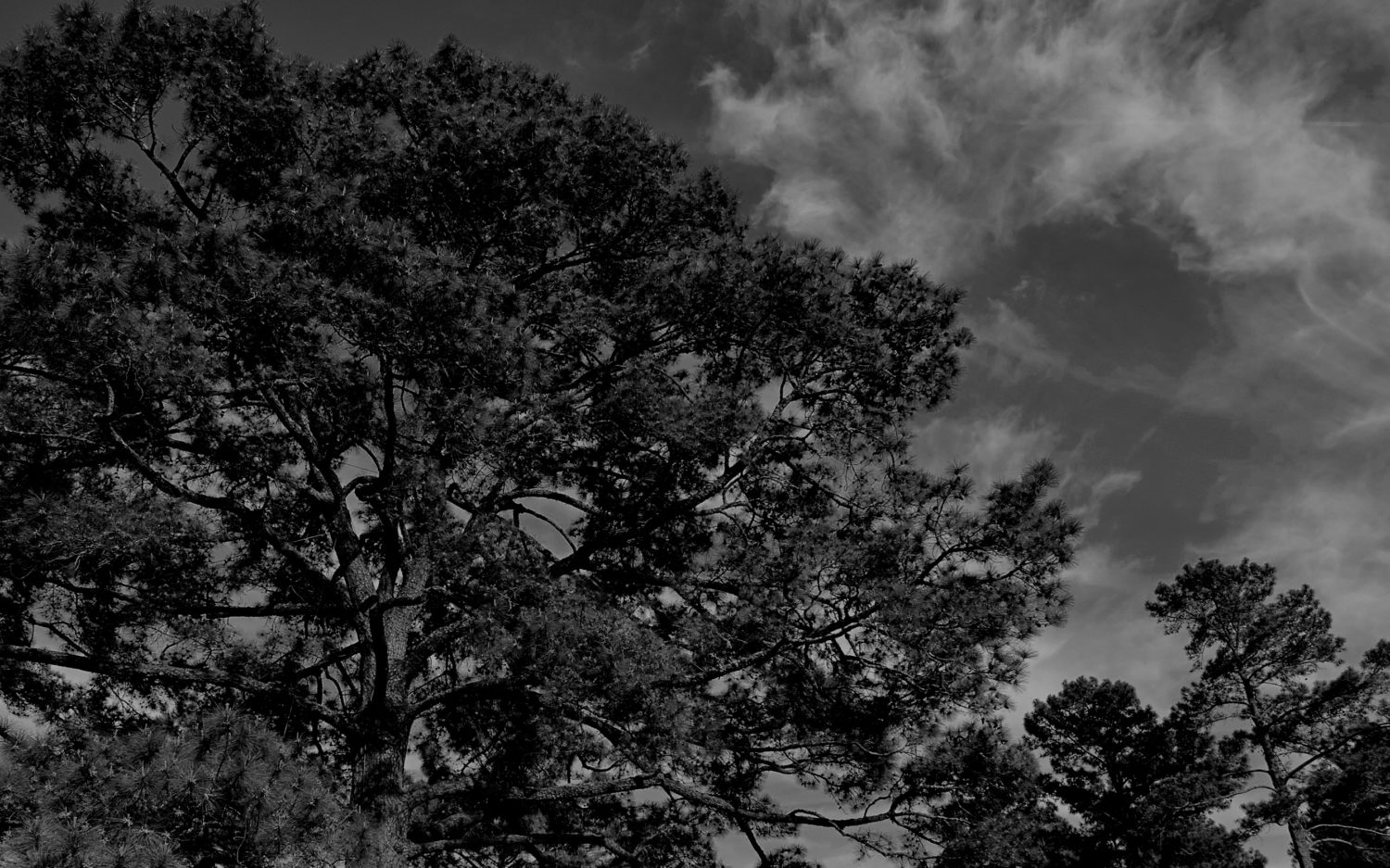 The Eisenhower Tree: Did It Matter? The Masters, Nandina, and Tree(s)